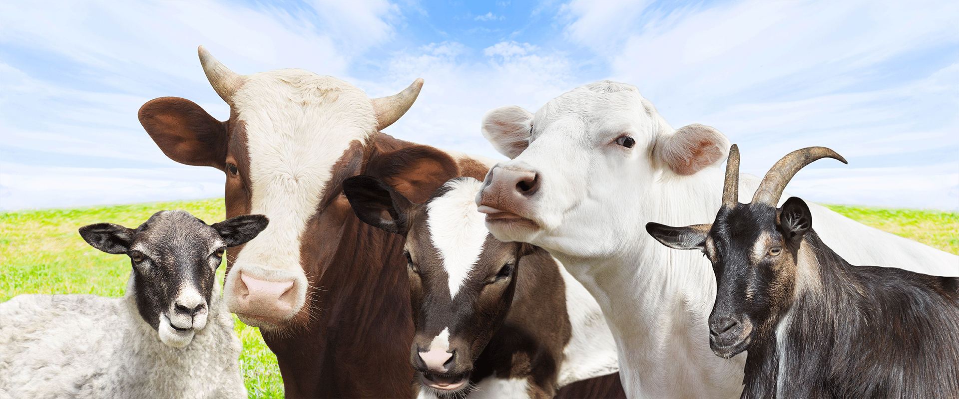 IDEXX SNAPduo ST Plus Test für den neuen RohmilchGüV-Standard - Bentley ...